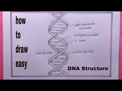 Simple Dna Structure