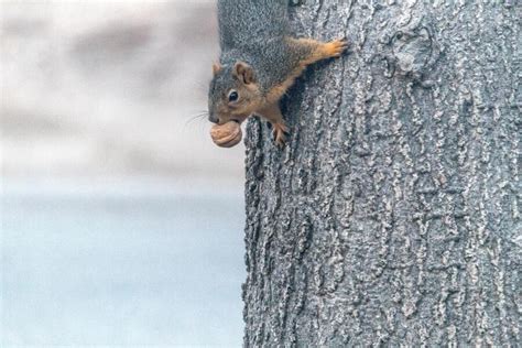 11 Spiritual Meanings Of A Squirrel Crossing Your Path