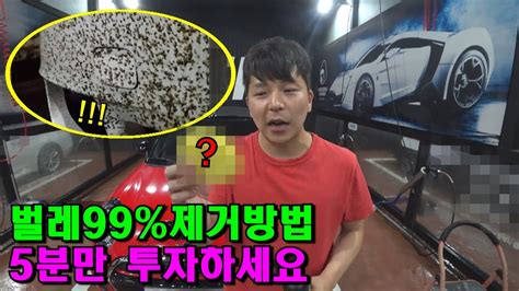여름철 자동차 도장면 벌레사체 짜증나시죠 빠르고 쉽고 완벽한 벌레제거 꿀팁 공개합니다 쎄게형 Youtube