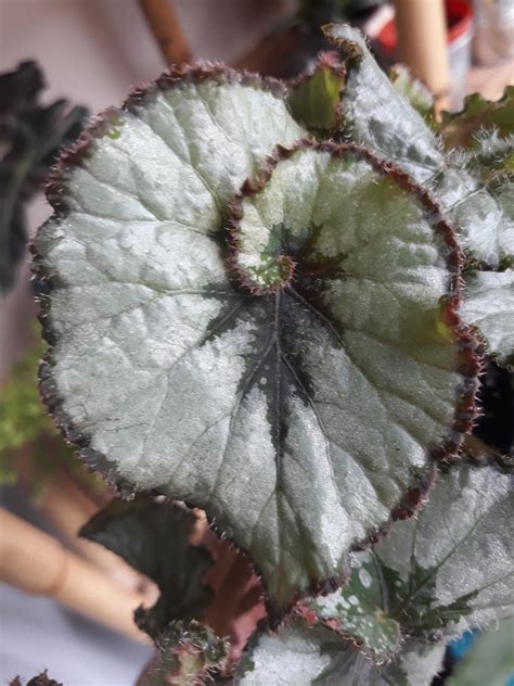 My Tiny Begonia Is Starting To Get Her Swirls ♡ R Houseplants