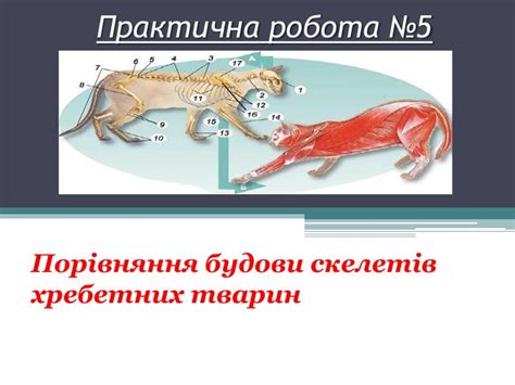 Презентація Практична робота №5 Порівняння будови скелетів хребетних тварин