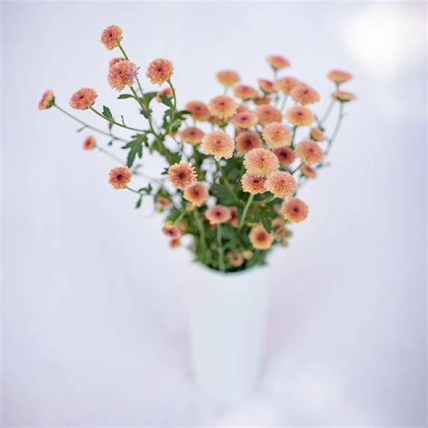 Apricot Peach Santini Mums Pom Pom 10 Stem Bu Flower Delivery You Floral