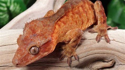 6 Rarest Crested Gecko Morphs In The World Pet Engineers