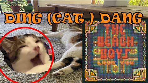 Ding Cat Cat Edition Youtube