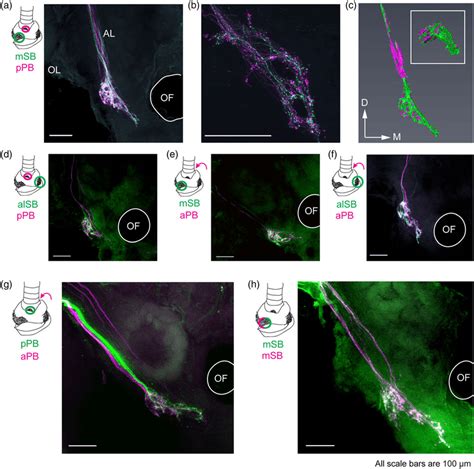 Axonal Arbors Of Various Böhms Bristle Fields Show Extensive Spatial