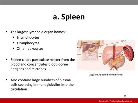 Primary And Secondary Lymphoid Organs Ppt