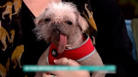 “내가 제일 못났다”…영국서 가장 못생긴 개 뽑는다 영상 공감언론 뉴시스통신사