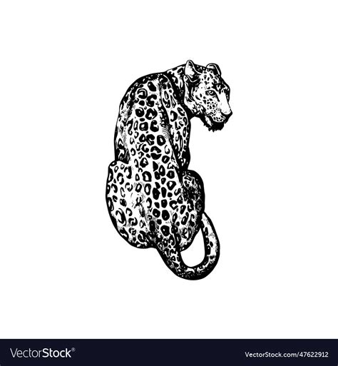 Handdrawn Leopard Drawing Royalty Free Vector Image Handdrawn Leopard Drawing Royalty Free Vector Image