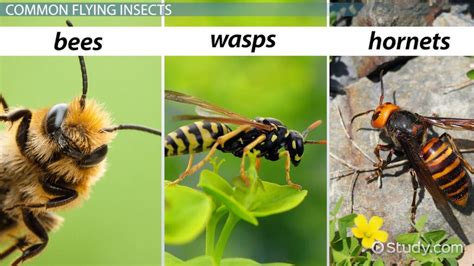 The Difference Between Hornets Bees And Wasps Video And Lesson Images