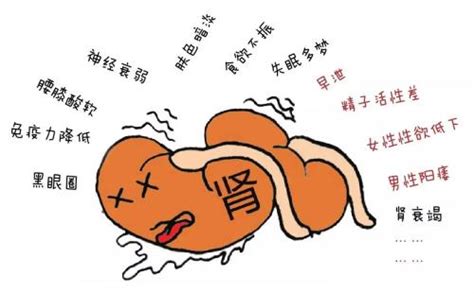 脾肾双补丸的功效 妙手医生