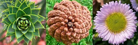 Fibonacci Spirals In Plants And Fossil Discoveries Civilsdaily