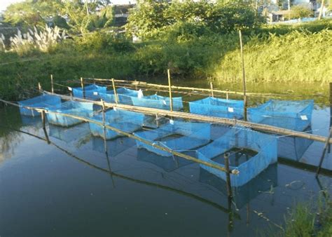 အစိမ်းရောင်လမ်း ငါးမျိုးပွားကန် ပြင်ဆင်တူးဖော်နည်း