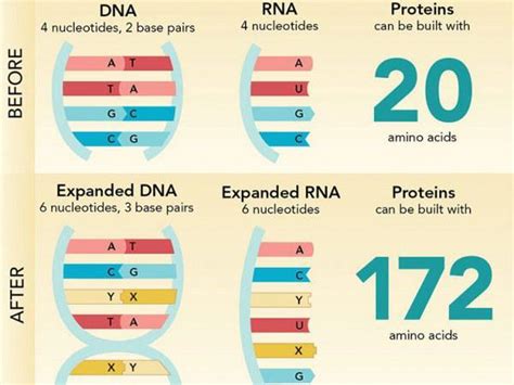 Synthorx Inc On Linkedin Expanded Genetic Alphabet Named Peoples Choice For Science Magazines…