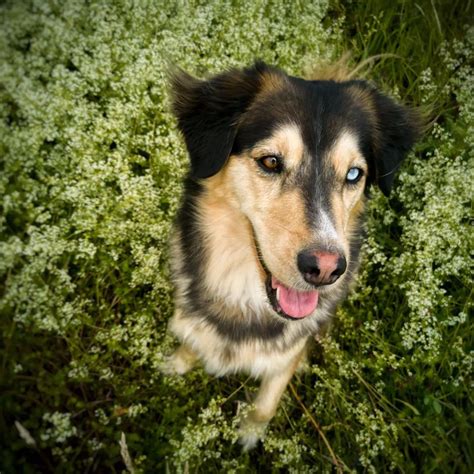 Cocker Spaniel Husky Mix Siberian Cocker Owners Guide