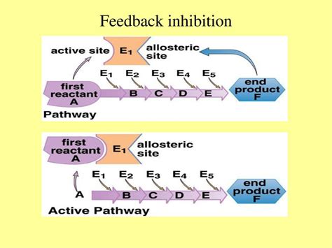 Metabolic Pathways And Enzymes Ppt Download