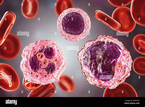 Monocytes And Lymphocytes