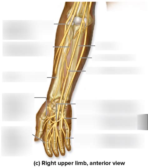 Body Anatomy Upper Extremity Nerves The Hand Society 46 Off