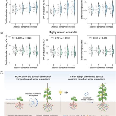 Pdf Bacterial Social Interactions In Synthetic Bacillus Consortia Enhance Plant Growth
