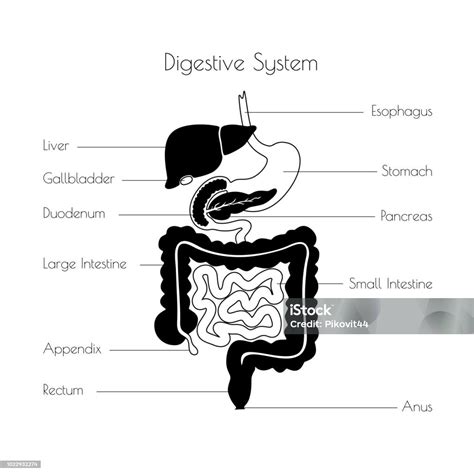 Vector Illustration Of Human Digestive System Stock Illustration