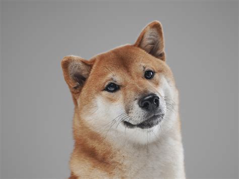 Shiba Inus Biggest Holding Among Whales Title Surprisingly Taken Away