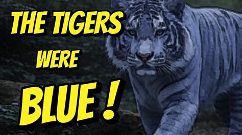 The Existence Of The Maltese Blue Tiger Youtube