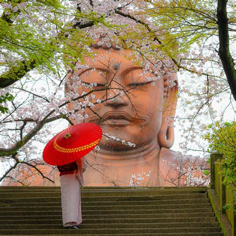 桜と大仏を見上げて GANREF