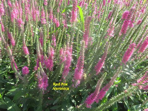 Veronica Red Fox Longview Nursery