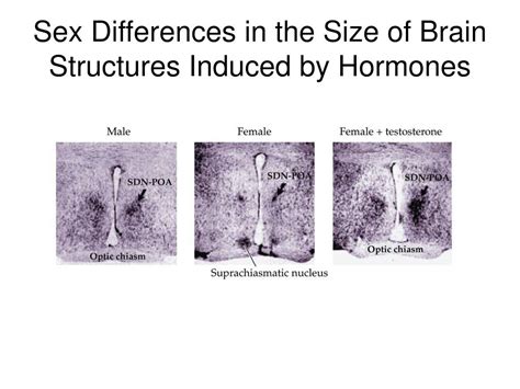 PPT Sex Differentiation And Dimorphism PowerPoint Presentation Free Download ID