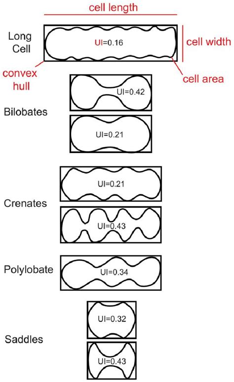 Demonstration Of Cell Measurements And Cell Types Length Is The Long Download Scientific