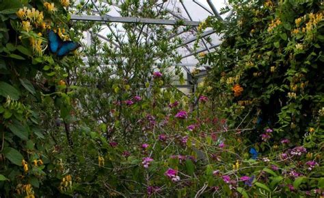 Blue Morpho Butterfly Facts Size Habitat And Pictures