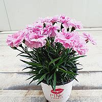 특가 핑크프릴 향기카네이션패랭이 카멜레온색상 공기정화식물 엑스플랜트