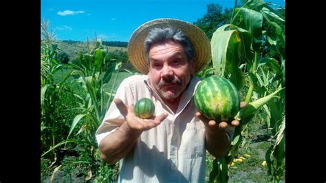 Как правильно выбрать арбуз. - YouTube