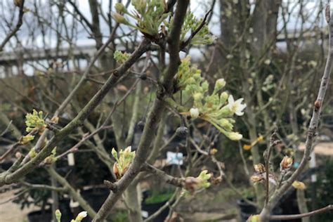 Trees Rcw Nurseries
