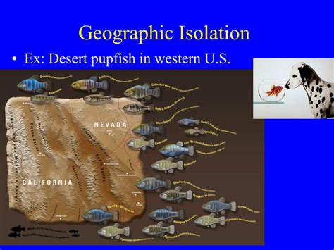 Ppt Speciation Last Lecture Powerpoint Presentation Free Download Id 1144183