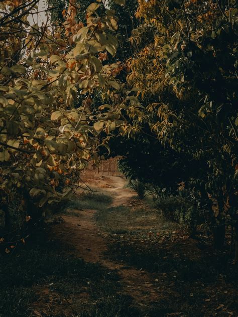 Cheemayhdwallpapers Photos Download The Best Free Cheemayhd