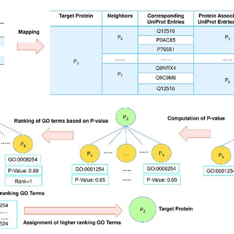 ppi network based protein function prediction go term enrichment with