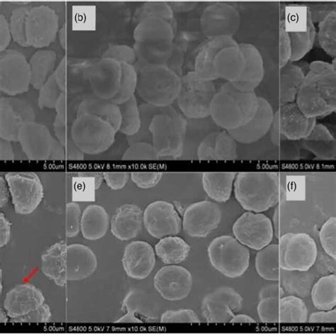 Cellular Microstructures Of Microcystis Cells Treated By The
