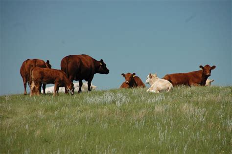 Cow Nutrition Now Has Huge Impact On 2023 Calves Grainews