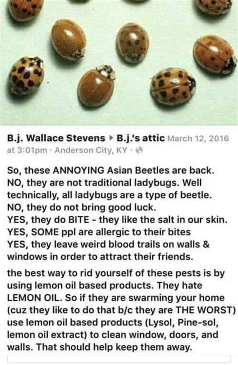 Homemade Bug Spray Recipe