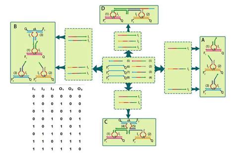 Activation Of Toffoli Gate By Set Of Mg 2 Dependent Dnazyme Subunits
