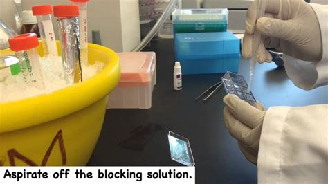 Immunocytochemistry General Protocol Youtube