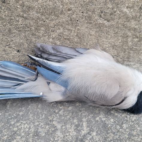 Final Homework Object Detection Dataset And Pre Trained Model By Finalhomework