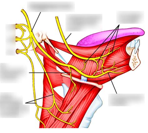 Temporal And Infratemporal Region Pt 9 Diagram Quizlet