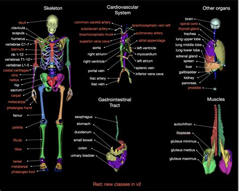 University Hospital Of Basel Unveils Totalsegmentator A Deep Learning