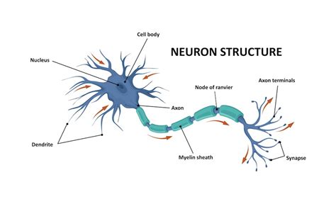 How We Created The First Map Of An Insect Brain And What It Means For Our Understanding Of The