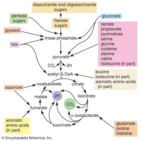 Metabolism Tricarboxylic Acid Tca Cycle Enzymes Britannica