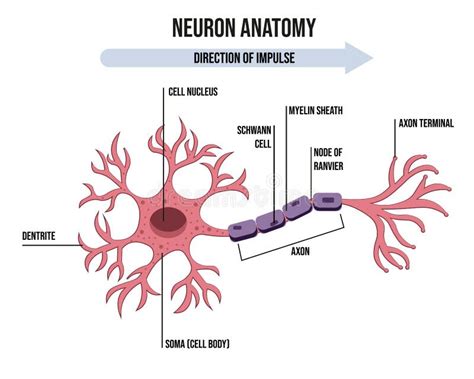 Diagram Of Neuron Anatomy Illustration Of Neuron Anatomy Stock Vector Illustration Of Aorta