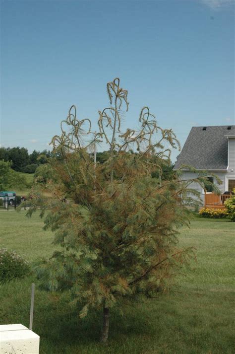 Blog7 The Garden Professors™