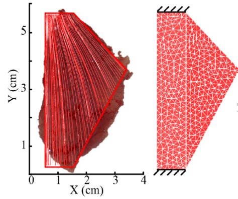 Finite Element Modeling Christ Lab