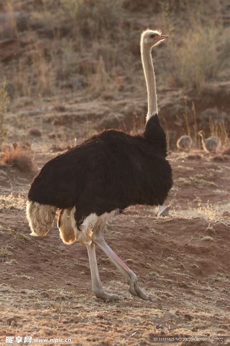鸵鸟摄影图野生动物生物世界摄影图库昵图网